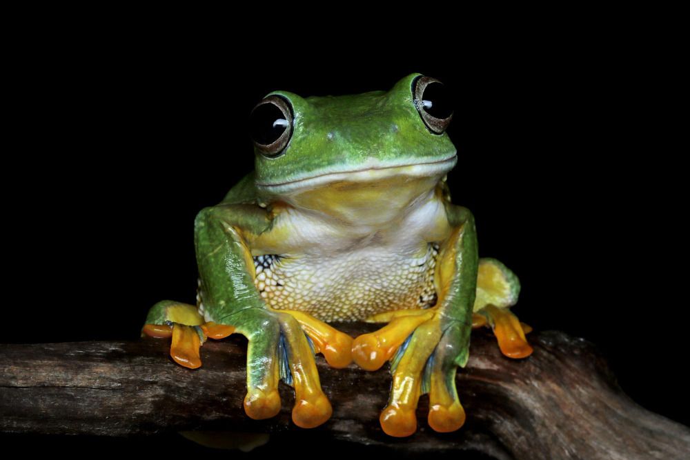 PEPE Crash: Main Investors Pulling the Plug! Time to SELL PE